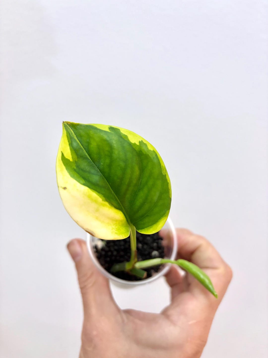 Poonsin Pothos | Epipremnum Aureum | USA Grower & Seller - Etsy