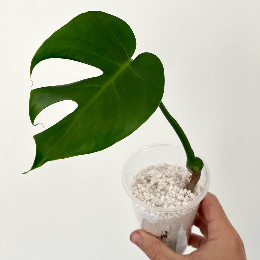 Monstera Deliciosa "compacta" | Dwarf Monstera | Kunzo Lineage | USA ...