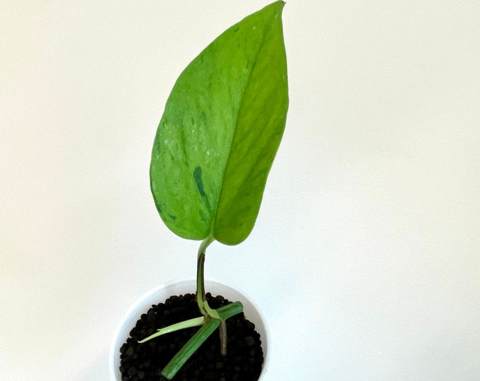 Teruno Pothos 'carnival' Series | Epipremnum Aureum Carnival ...