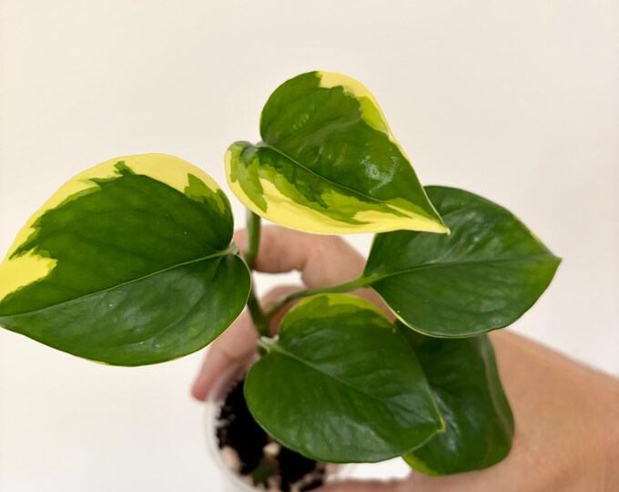 Poonsin Pothos | Epipremnum Aureum | USA Grower & Seller - Etsy