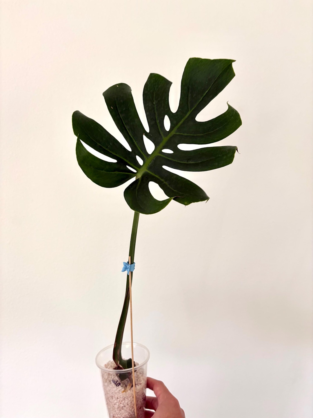 Form #6 | Monstera Deliciosa | Bangkok Plant Show Monstera Winner | USA ...