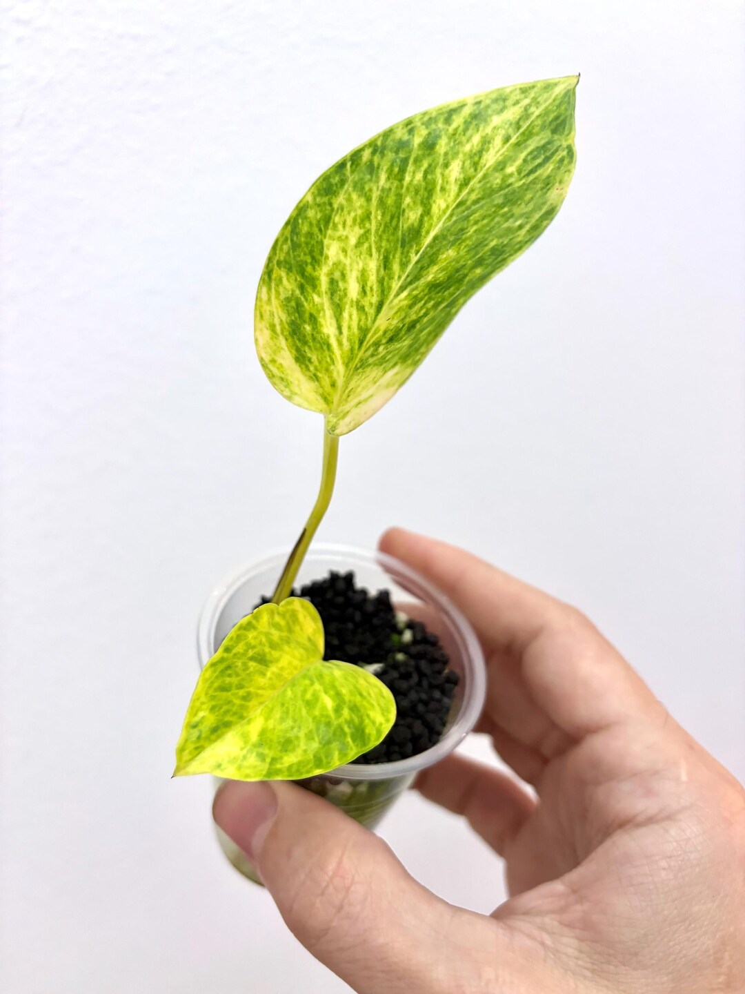 Fernando's Fire Pothos | Epipremnum Aureum | USA Grower and Shipper - Etsy