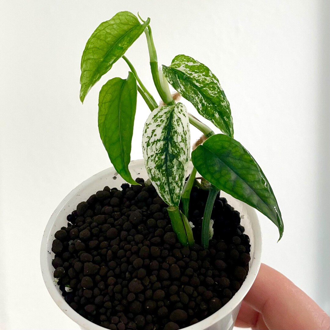 Cebu Ghost Epipremnum | Rooted Mid-cut | Epipremnum Cebu Ghost ...