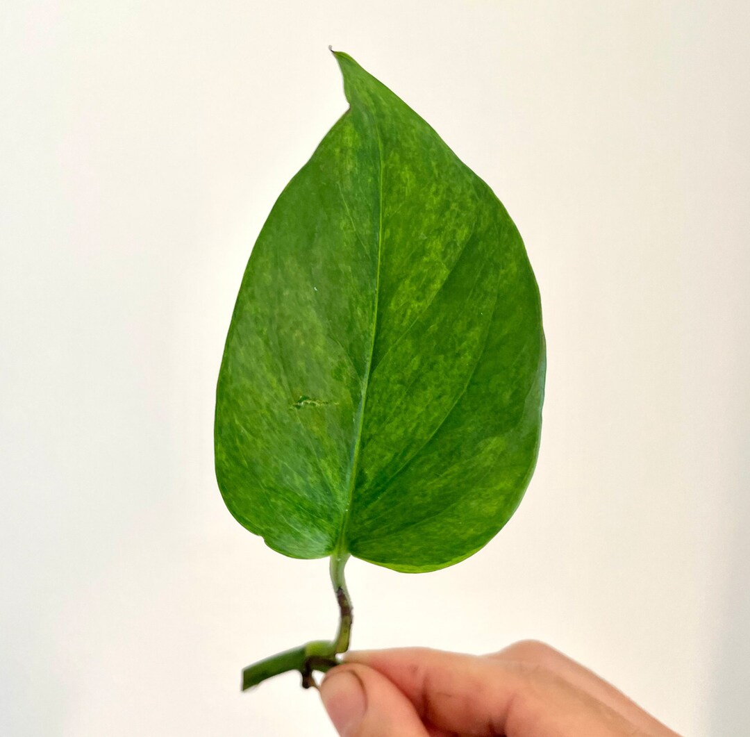 Carnival Pothos | Teruno Series #6 | Epipremnum Aureum Carnival ...