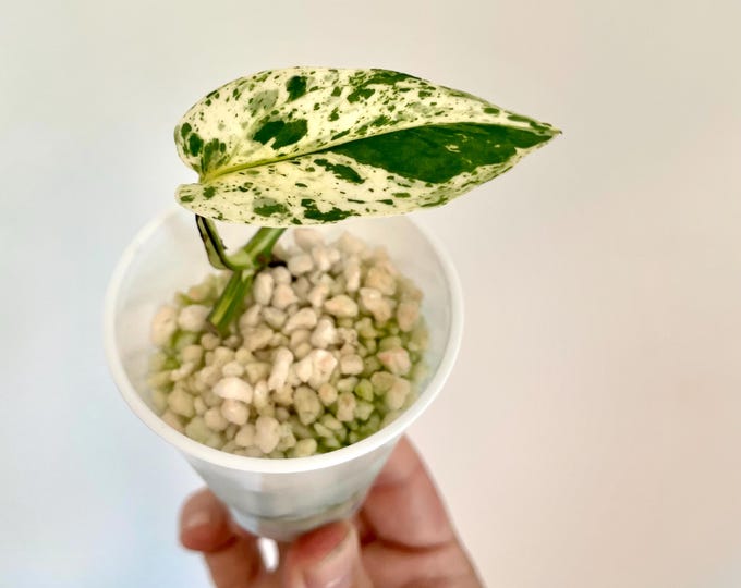 Fanfare Pothos | Teruno Series | Epipremnum Aureum Fanfare | Terunoworld | USA Seller - Etsy