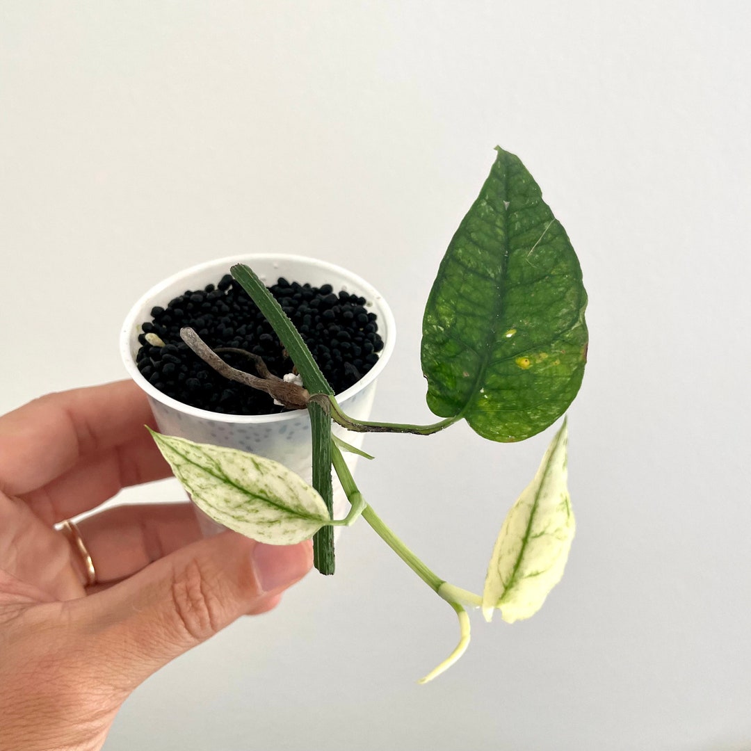 Epipremnum Cebu Blue Ghost Variegated | USA Seller | Epi Pinnatum | USA Seller - Etsy