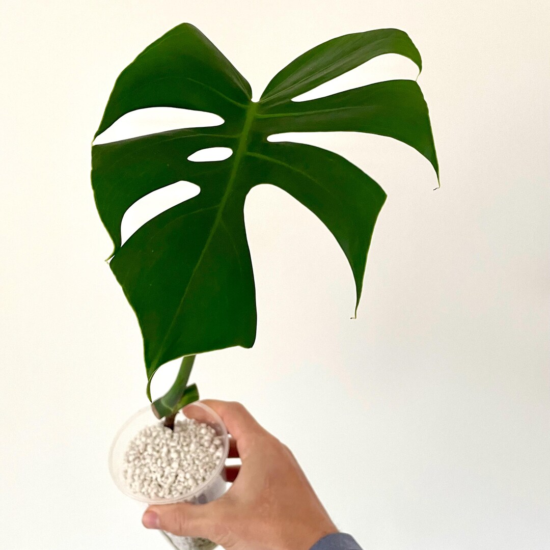 Compacta | Monstera Deliciosa "compacta" | Dwarf Monstera | Kunzo ...