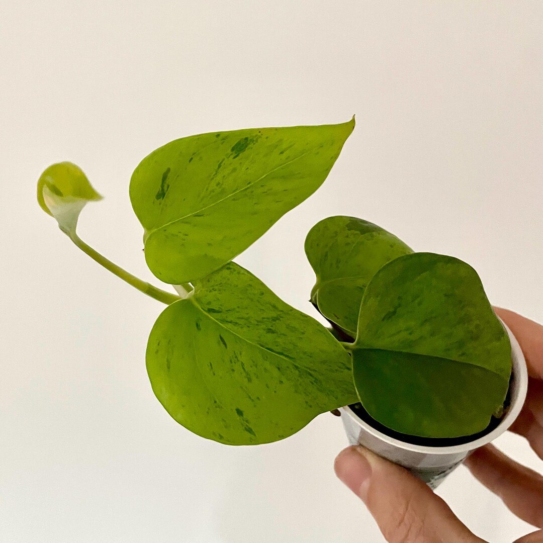 Carnival Pothos Teruno Series Epipremnum Aureum Carnival Terunoworld ...