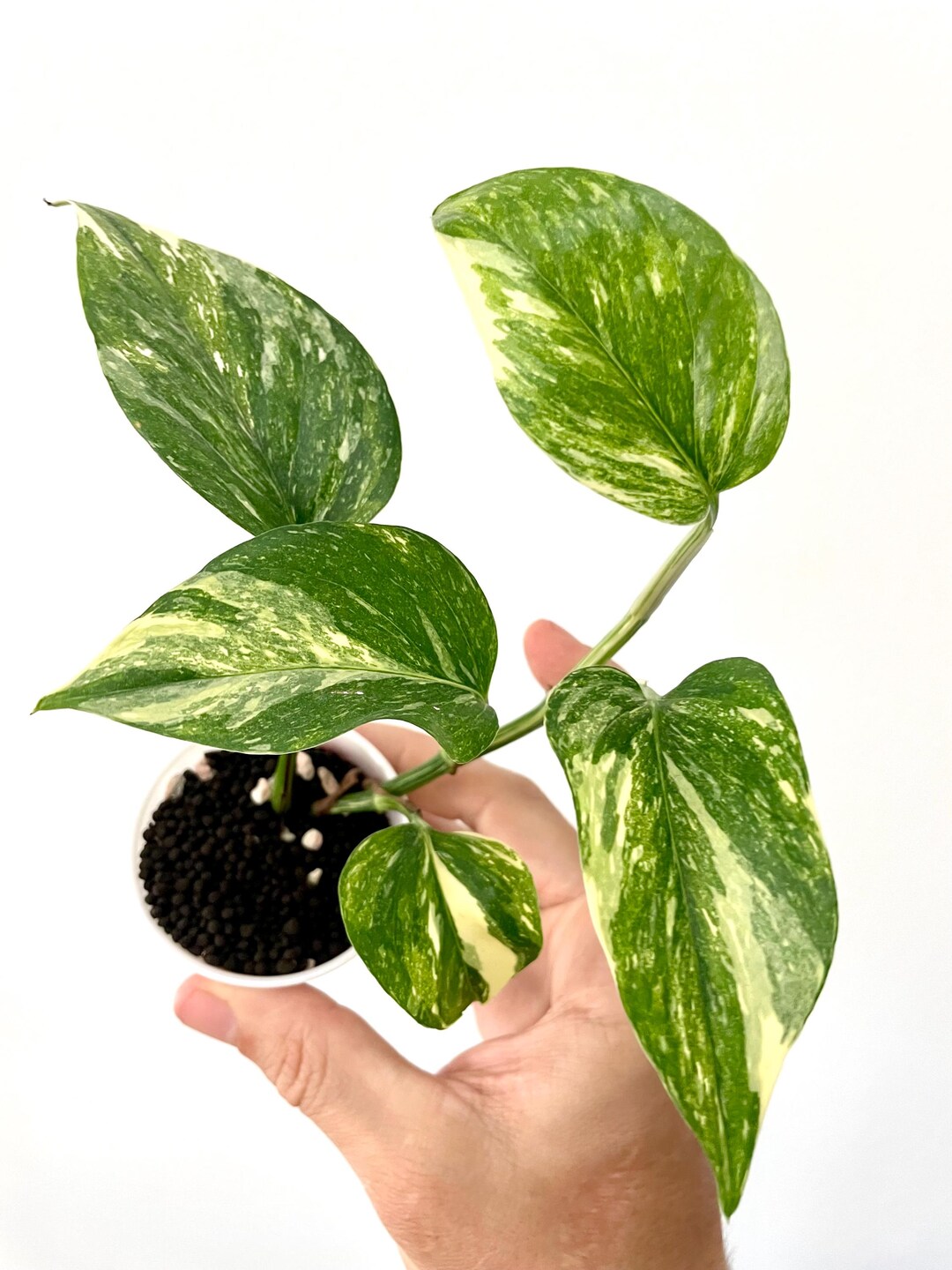 Colorado Constellation Pothos | Epipremnum Aureum | Terunoworld | USA ...