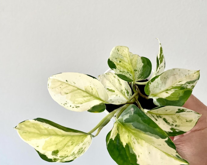Japanese Global Pothos | Epipremnum Aureum Global | Japanese Global ...