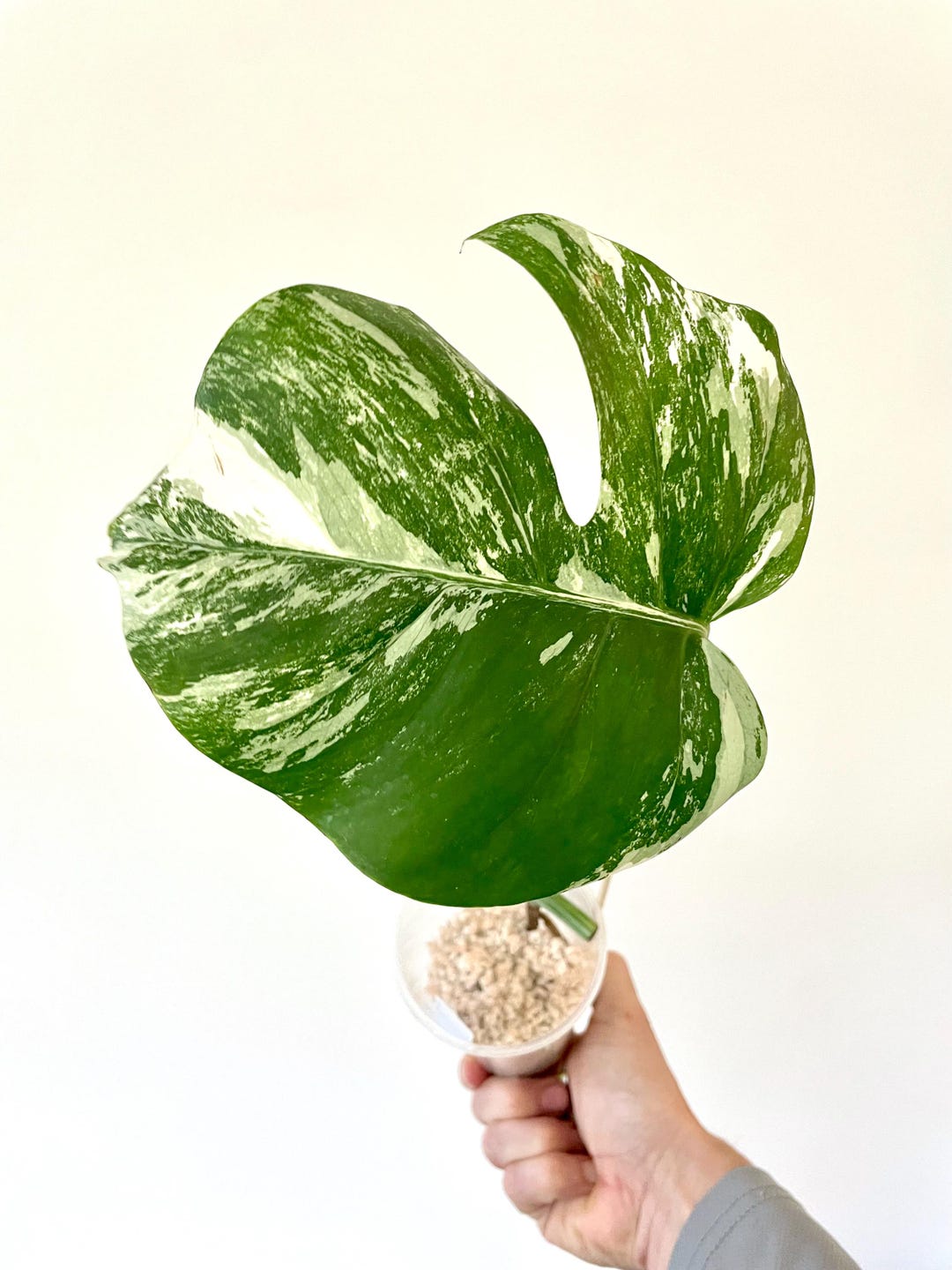 Albo Monstera Deliciosa Borsigiana Variegated | "white Tiger" | Kunzo ...