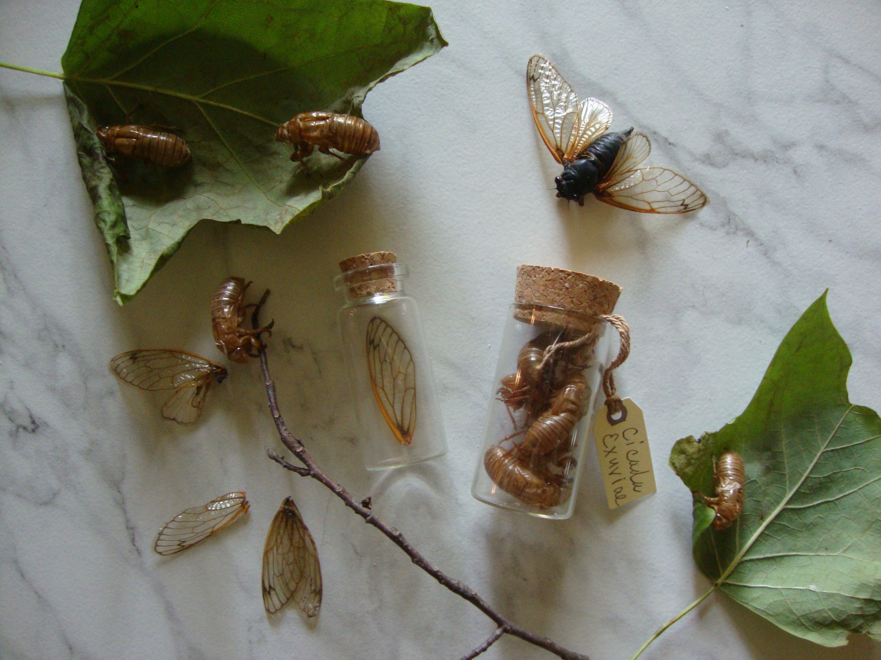 Brood X Cicada Shells & Wings Lot of Cicada Shells Locust - Etsy