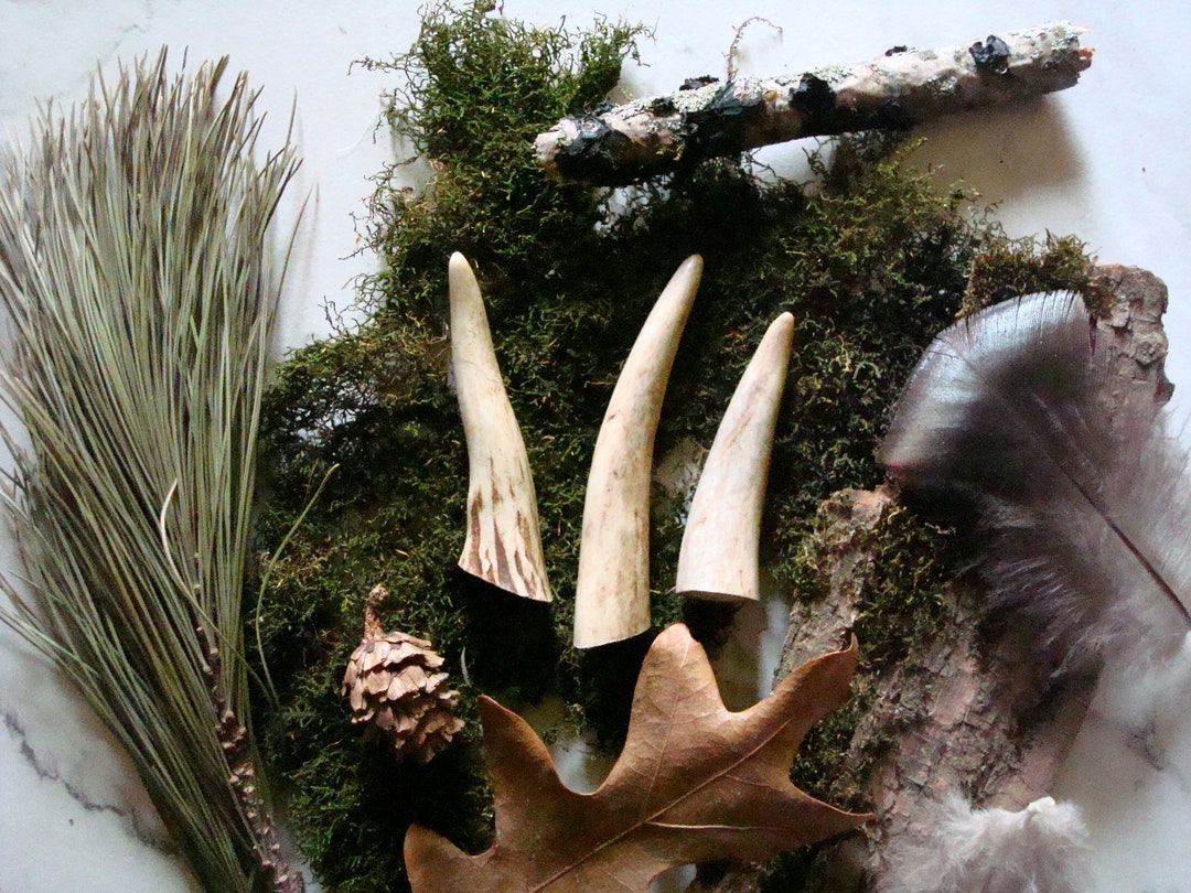 White Tail Deer Antler Tip Small Antler Tip, Real Antlers, Naturally ...