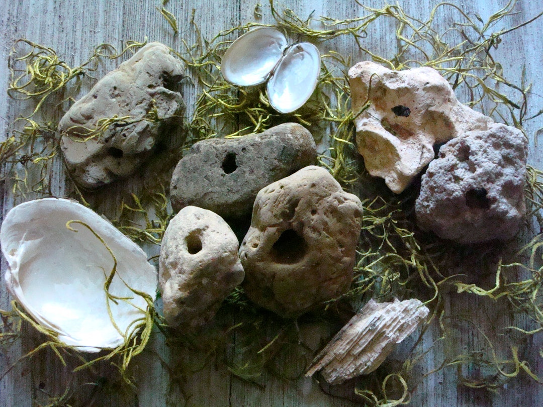 MYSTERY Hag Stone, Creek Dug Fossils Water Energy Fairy Stone, Witch's ...