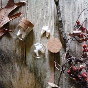 Red Fox Molar in Glass Vial Fox Tooth Curio Vial, Real Animal Tooth ...