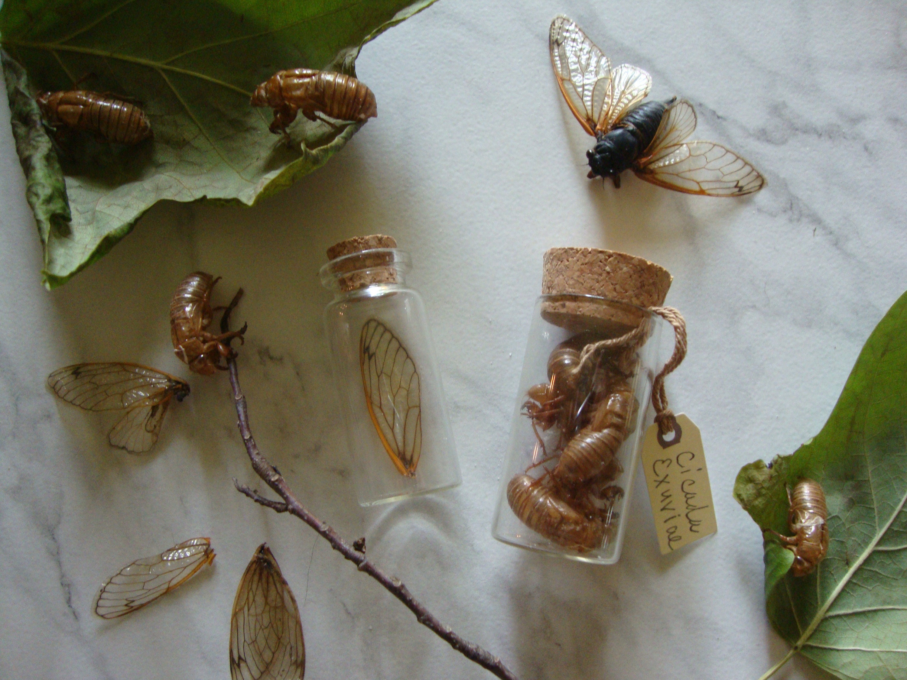 Locust Shell Vs Cicada Shell