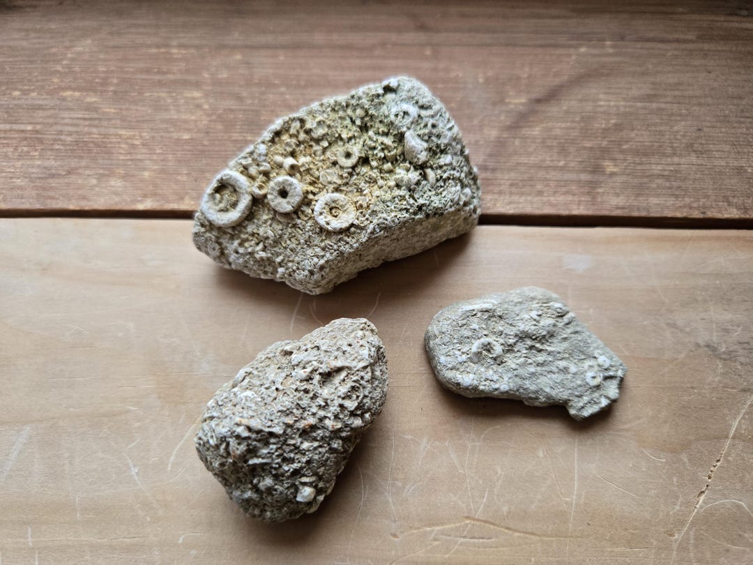 MYSTERY Fossil, Crinoid Creek Fossil, Hand Dug Fossils ~ Curiosities ...