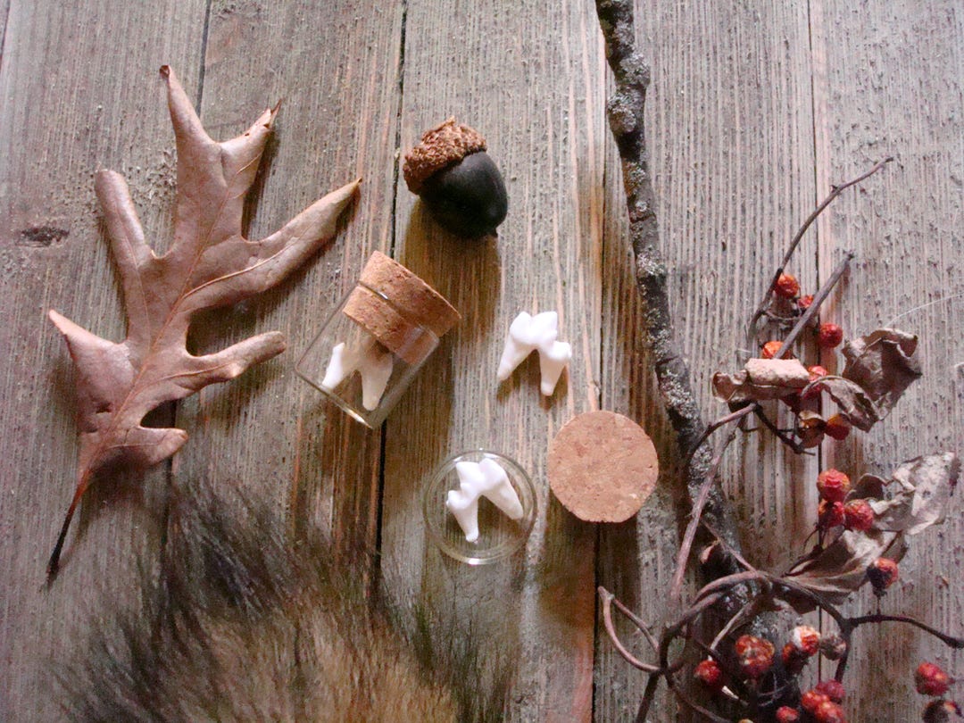 Red Fox Molar in Glass Vial Fox Tooth Curio Vial, Real Animal Tooth ...