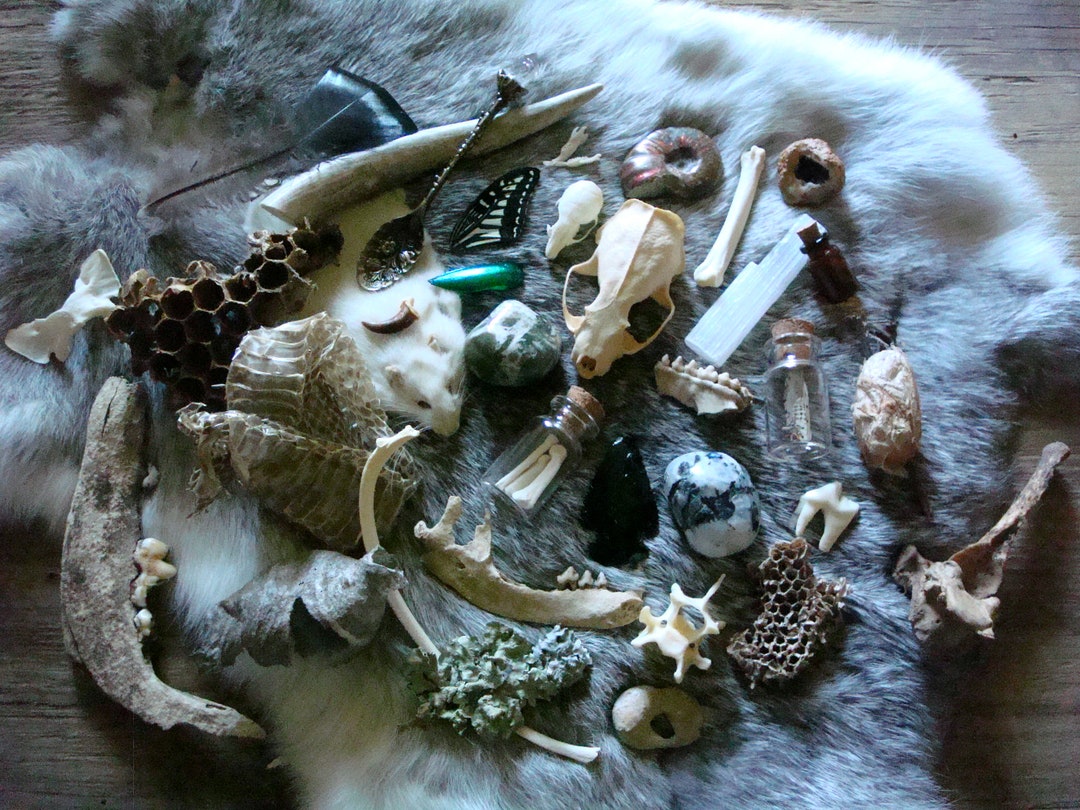 10 Item Natural History Curiosities Mystery Box ~ Oddities Box, Nature ...