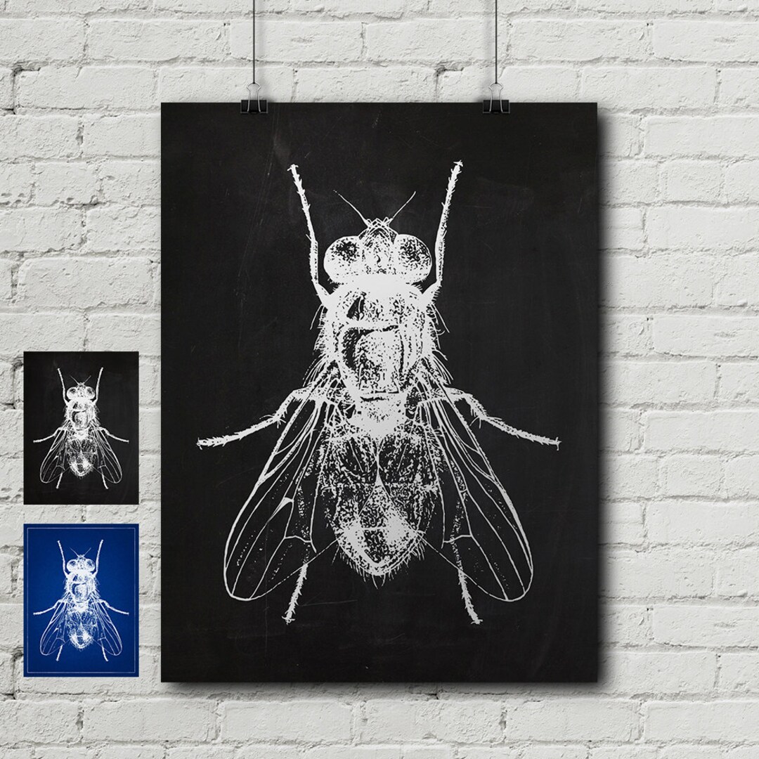 House Fly Print - Vintage Entomology Drawing, Insect, Enlightenment ...