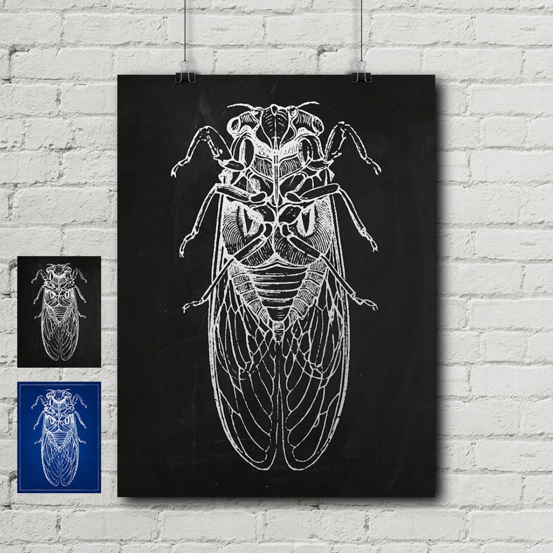 Cicada Print - Entomology Engraving, Insect, Enlightenment, Science ...