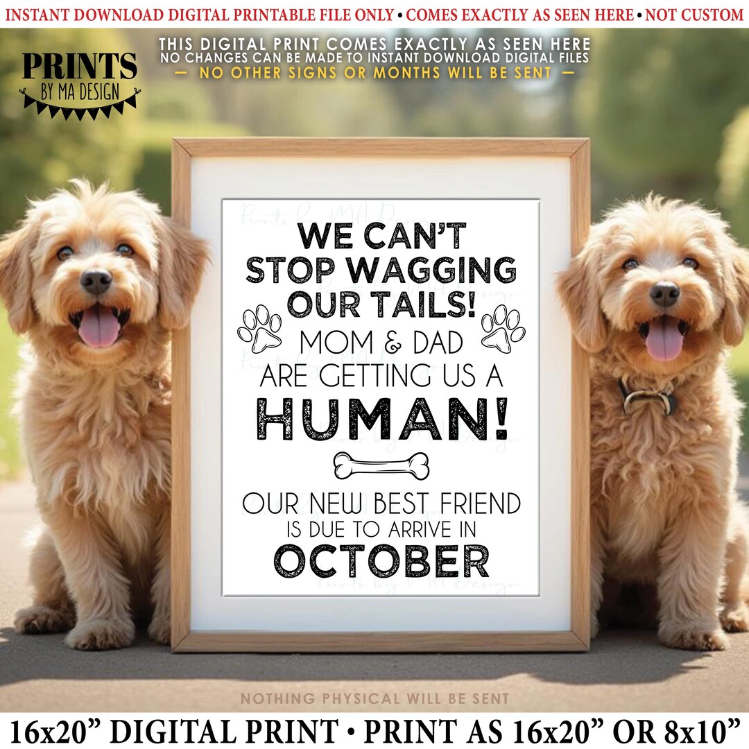 Dogs Pregnancy Announcement, Mom & Dad Are Getting Us a Human, New Best ...