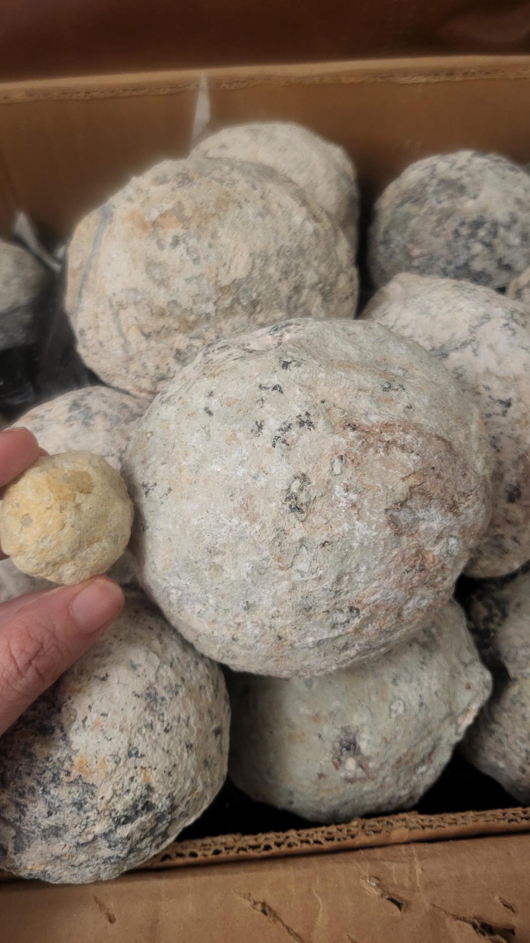 XL RARE Trancas Geode Unopened Trancas Geode From Mexico Rocks Specimen ...