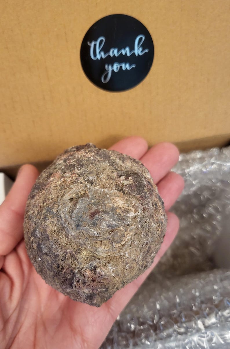Las Choyas Coconut Geode From Mexico Unopened Geode Wet Saw Lapidary ...