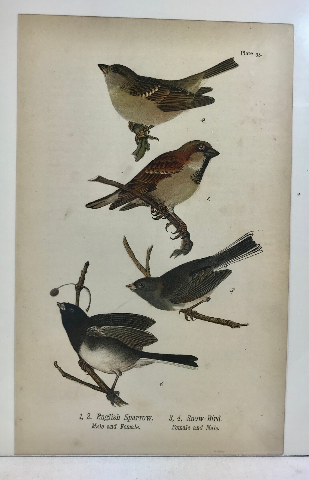 Warren Birds of Pennsylvania 1890 2nd Ed Chromolithograph "english ...