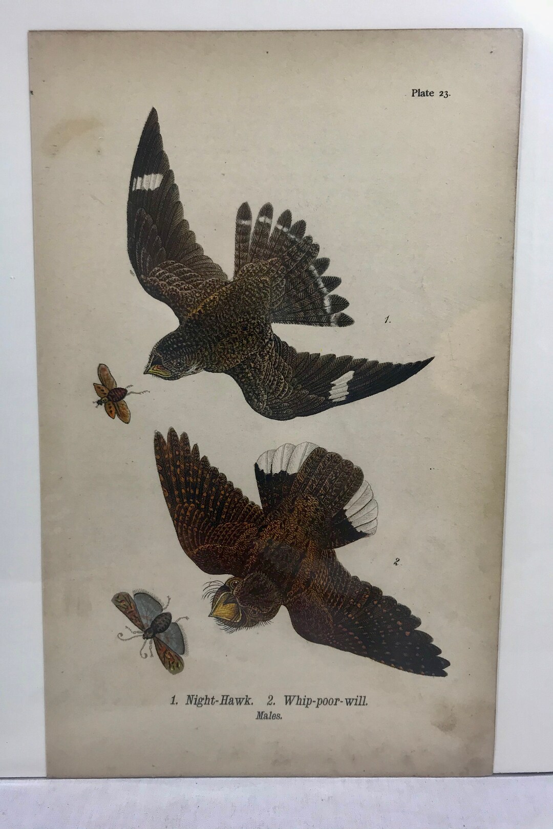 Warren Birds of Pennsylvania 1890 2nd Ed Chromolithograph "whip-poor ...