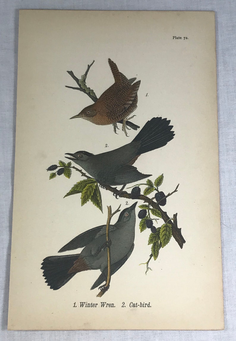 Warren Birds of PA 1890 2nd Ed Chromolithograph winter Wren Cat-bird - Etsy