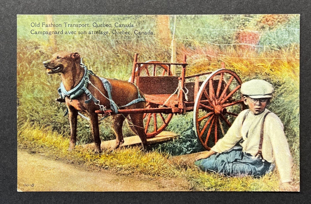 Antique Dog Cart With Boy Quebec Canda Series Old Fashioned Transport ...