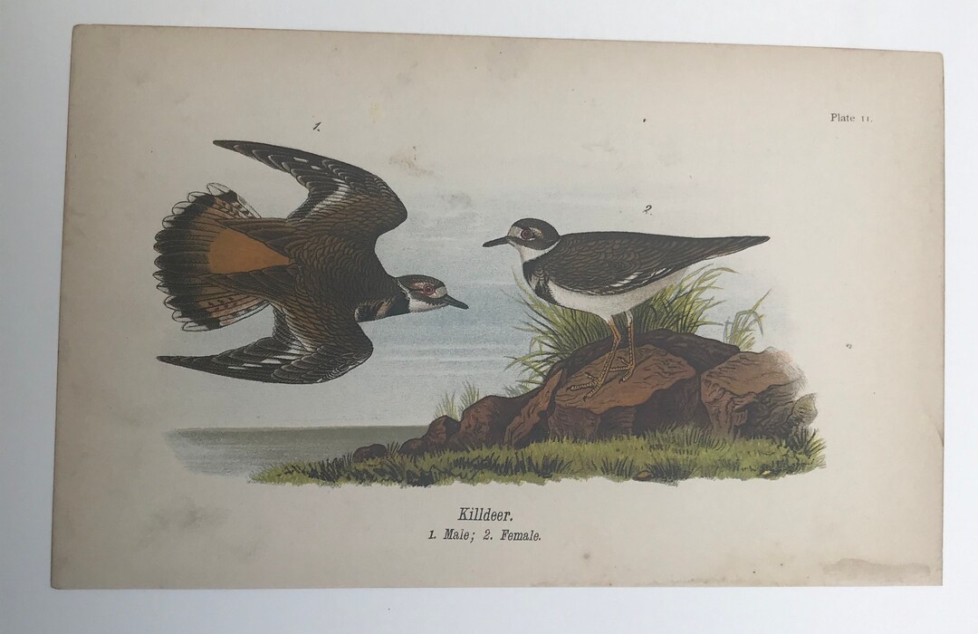 Warren Birds of Pennsylvania 1890 2nd Ed Chromolithograph "killdeer" - Etsy