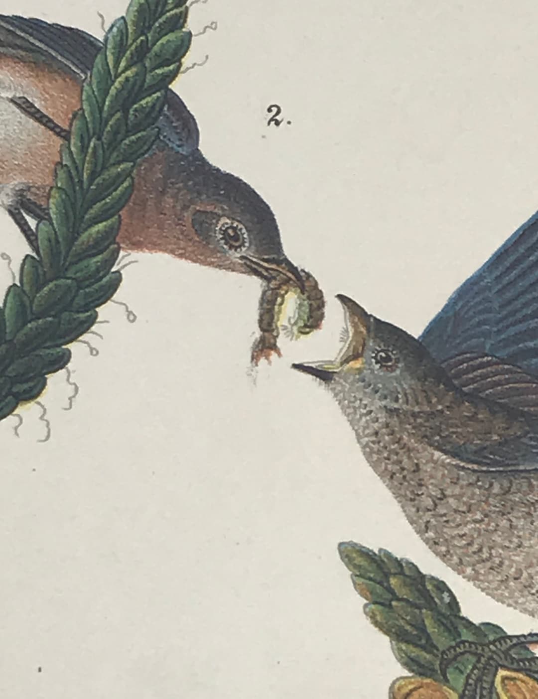 Warren Birds of Pennsylvania 1890 2nd Ed Chromolithograph common Blue ...