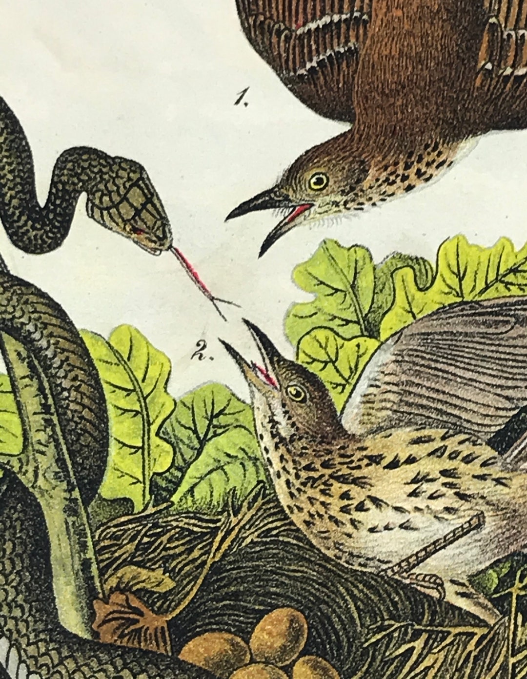 Warren Birds of Pennsylvania 1890 2nd Ed Chromolithograph "brown Thrush ...