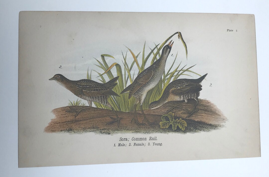 Warren Birds of Pennsylvania 1890 2nd Ed Chromolithograph "sora; Common ...