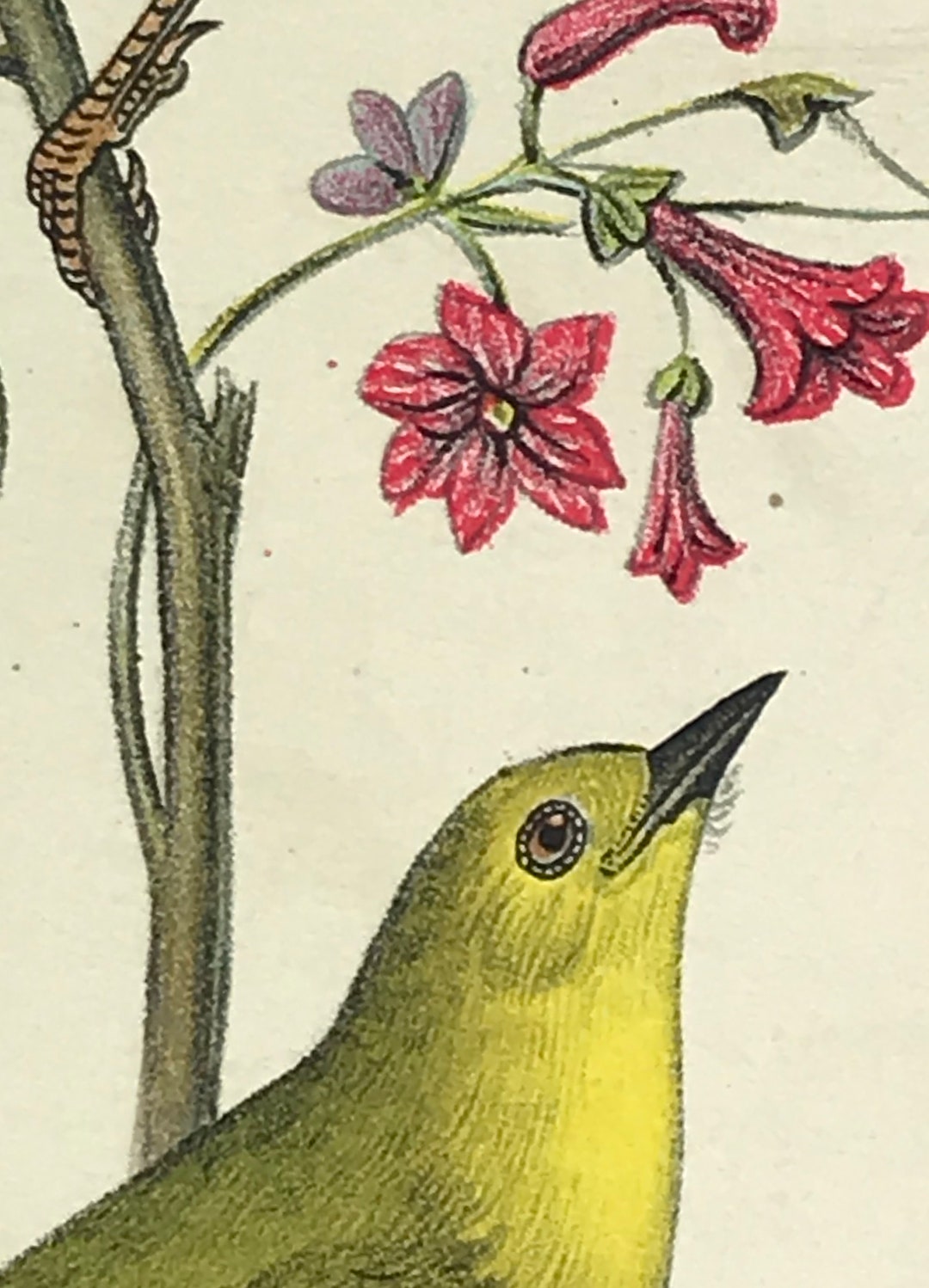 Warren Birds of Pennsylvania 1890 2nd Ed Chromolithograph "yellow ...