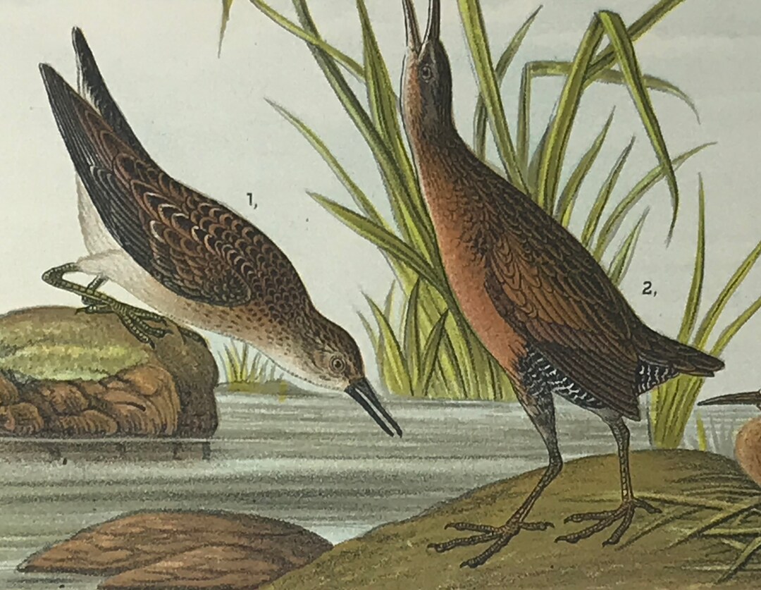 Warren Birds of PA 1890 2nd Ed Chromolithograph "least Sandpiper ...