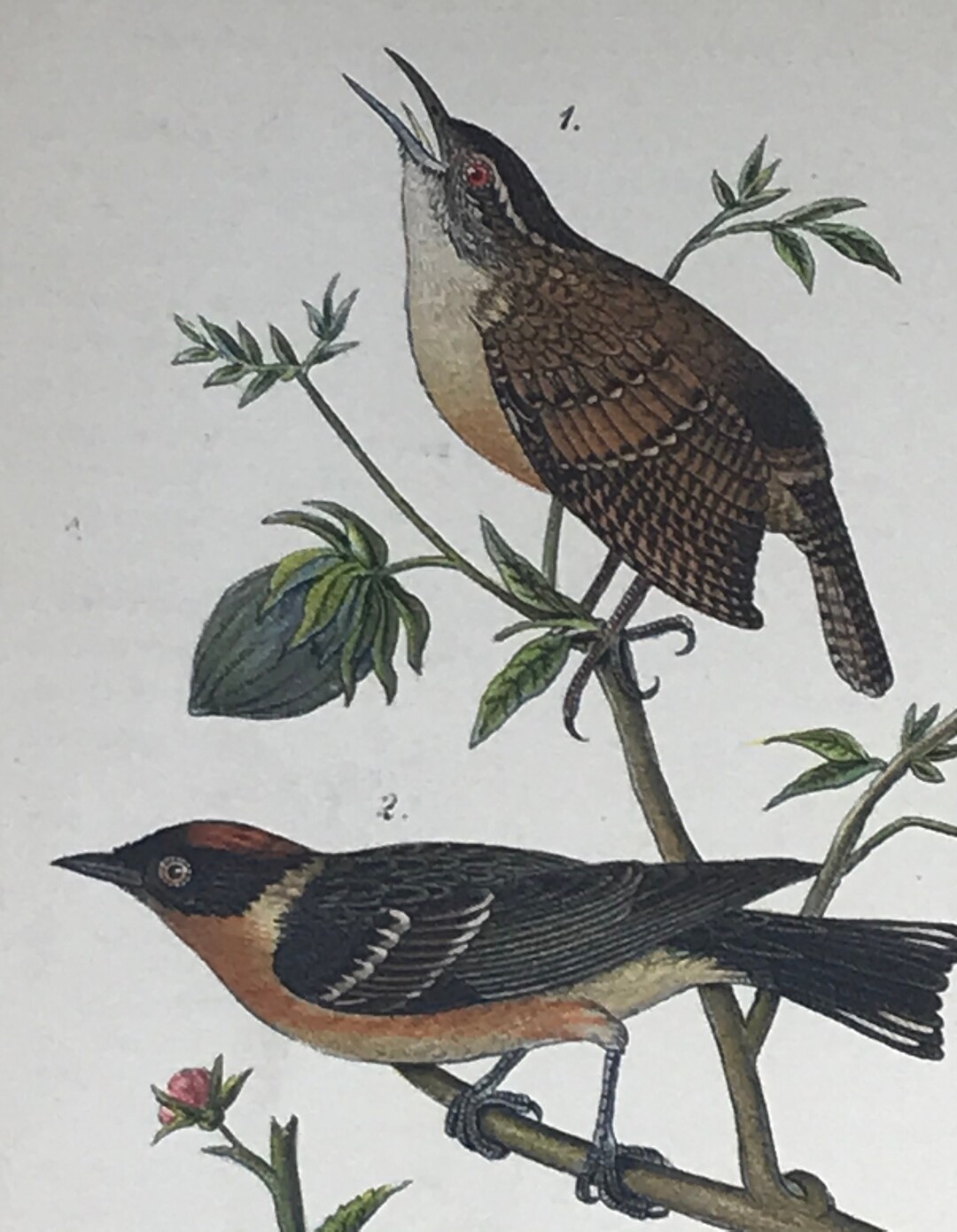 Warren Birds of PA 1890 2nd Ed Chromolithograph carolina - Etsy