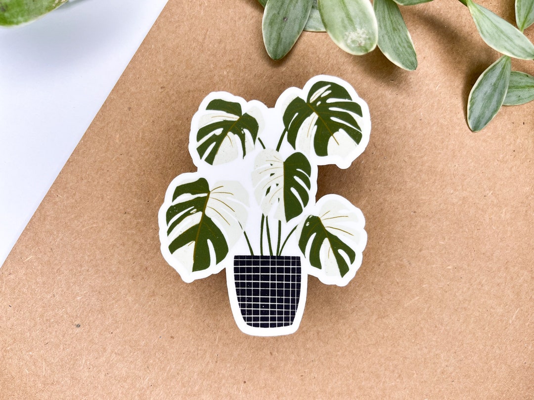 Variegated Monstera Plant Sticker Plant Sticker, Plant Collection, Rare ...
