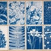 Cyanotype Stencils, Cyanotype Kit Just Stencils, Cyanotype Greeting ...
