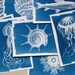 Cyanotype Stencils, Diy Craft, Cyanotype Kit Just Stencils, Cyanotype ...