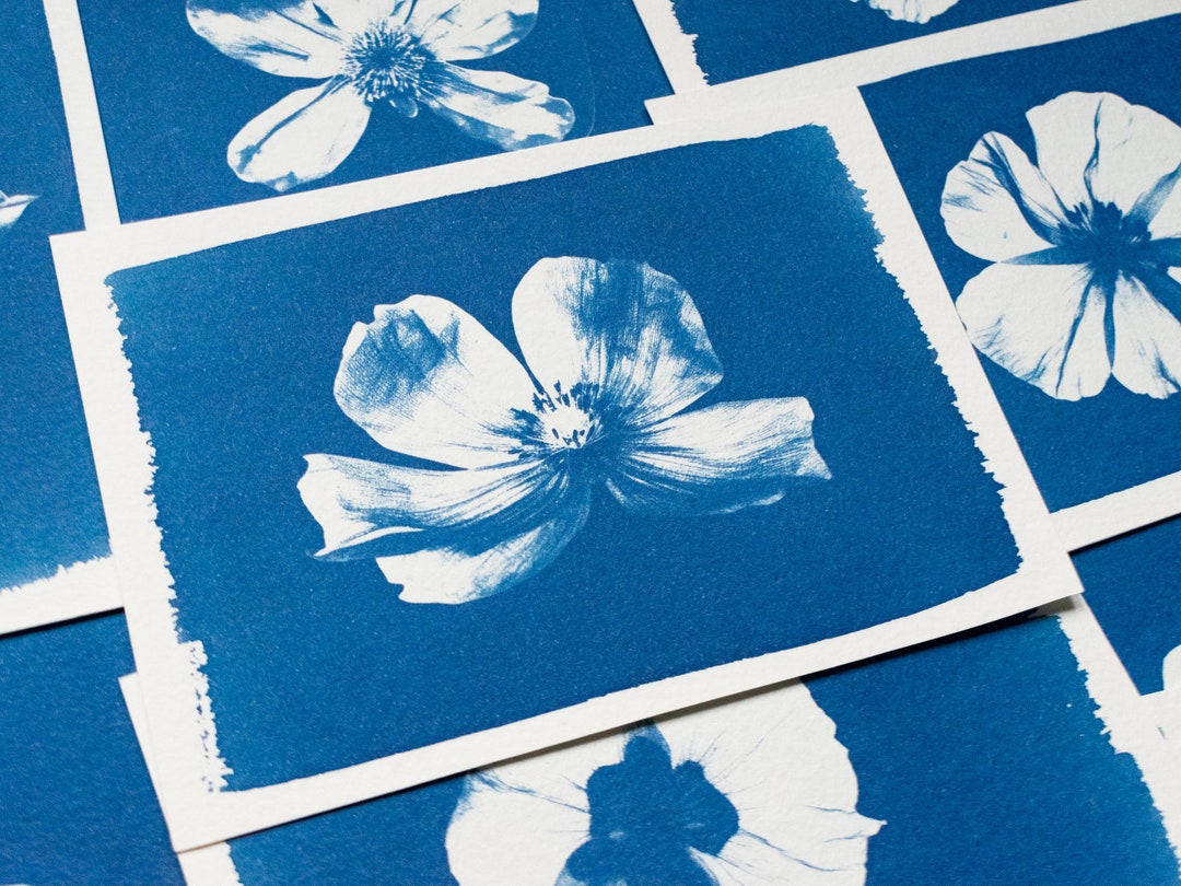 Cyanotype Stencils, Cyanotype Kit Just Stencils, Pressed Flowers ...