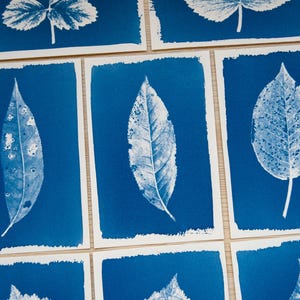 Cyanotype Stencils, Cyanotype Kit Just Stencils, Vintage Leaves ...