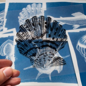 Cyanotype Stencils, Diy Craft, Cyanotype Kit Just Stencils, Cyanotype ...