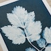 Cyanotype Tutorial PDF | Beginner Sun Print Course With Videos ...