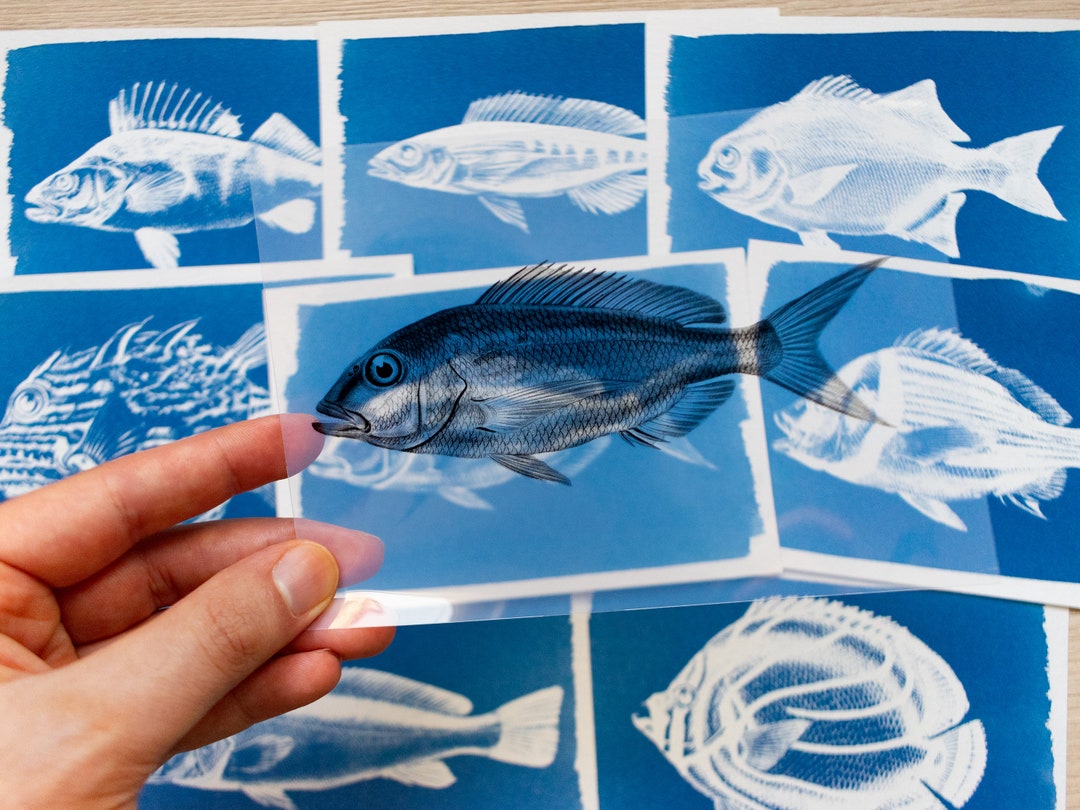 Cyanotype Kit, Cyanotype Stencils, Solar Art, Diy Craft, Craft Kit for ...