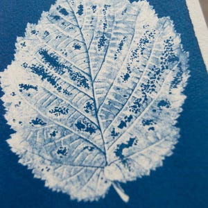 Cyanotype Stencils, Cyanotype Kit Just Stencils, Vintage Leaves ...