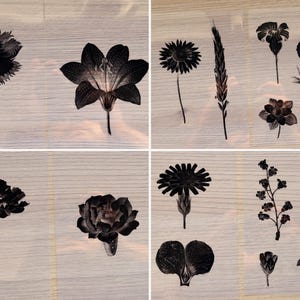 Cyanotype Stencils, Cyanotype Kit Just Stencils, Pressed Flowers ...