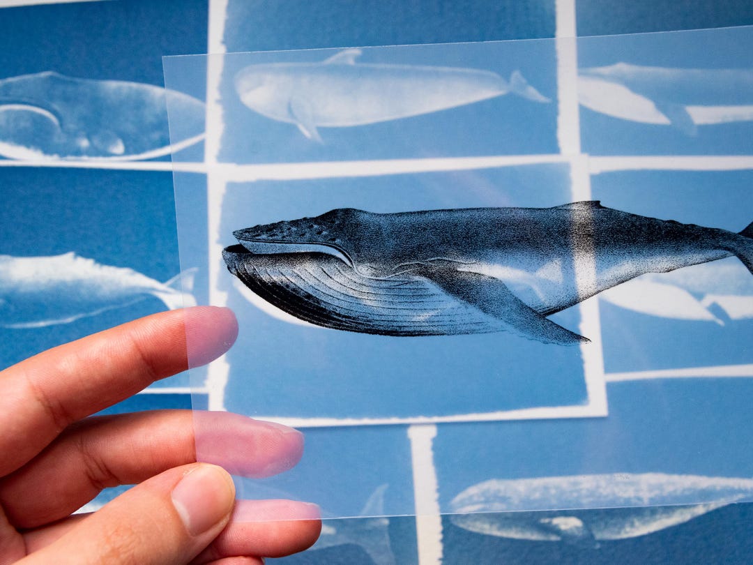 Whales Cyanotype Kit With Paper | Ocean Animals Printing Set With ...